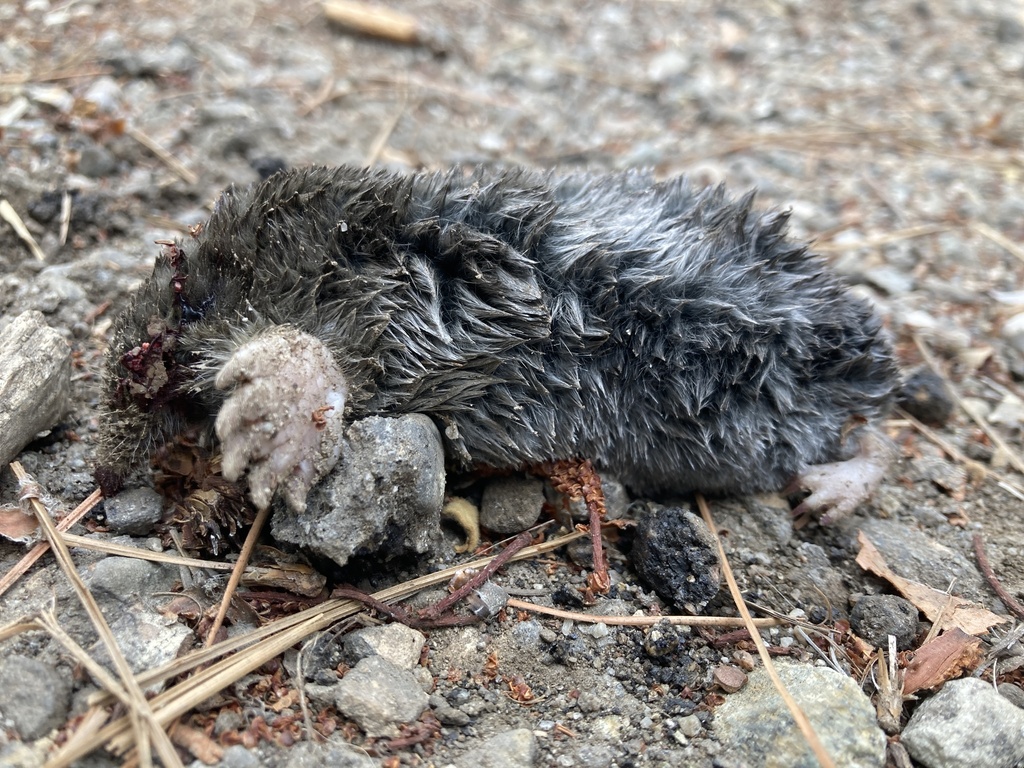 Southern Broad-footed Mole from Butterfield St, Camarillo, CA, US on ...