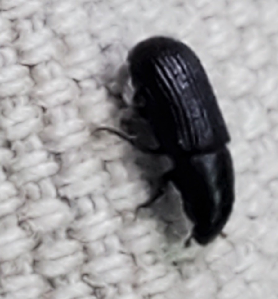 Stenoscelis brevis from Rock Creek, KS 66534, USA on June 6, 2024 at 11 ...