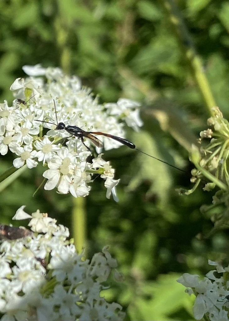 Gasteruption from Finley Refuge Rd, Corvallis, OR, US on June 6, 2024 ...