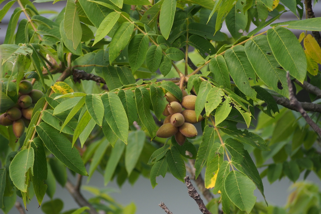 Japanese walnut from Shimizu, Shizuoka, Japan on May 29, 2016 at 04:32 ...