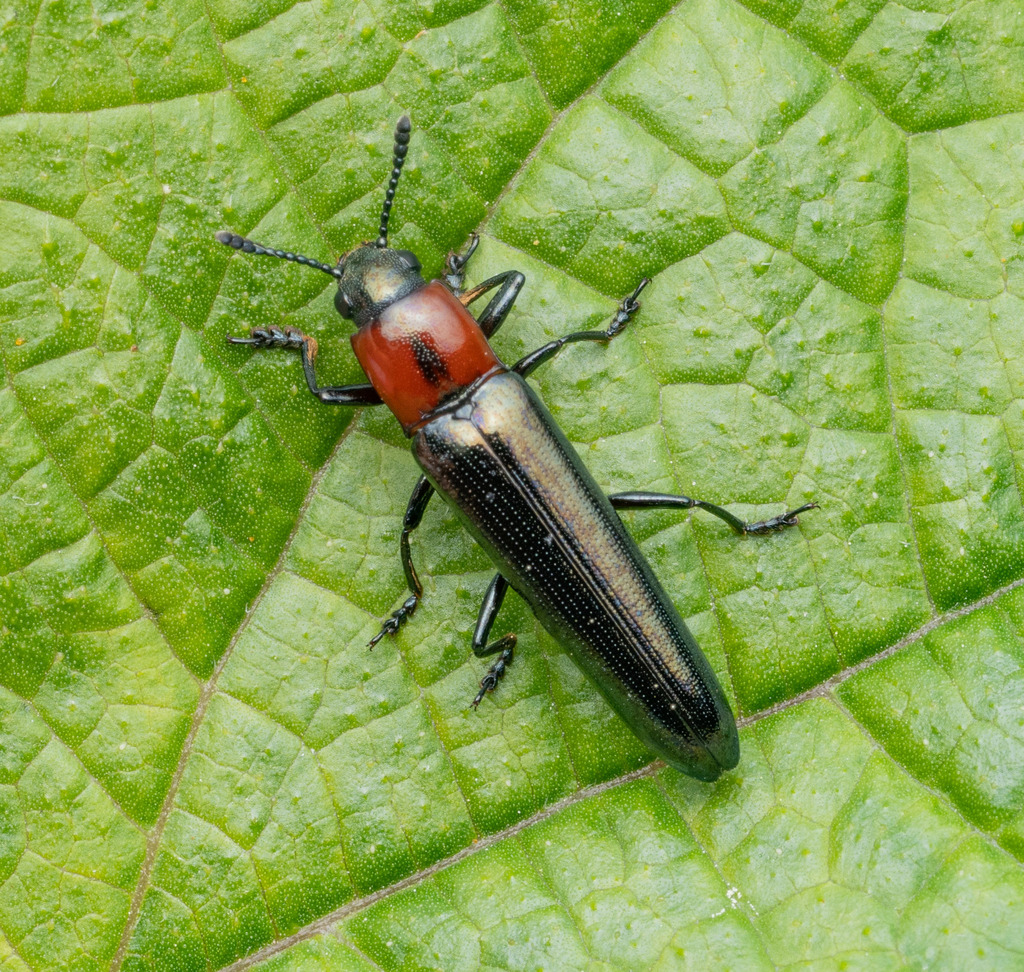 Tetraphala elongata from 中国浙江省杭州市临安区 on May 10, 2024 at 01:19 PM by ...