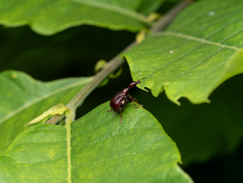 Paracycnotrachelus from 中国浙江省杭州市临安区 on May 10, 2024 at 01:42 PM by ...