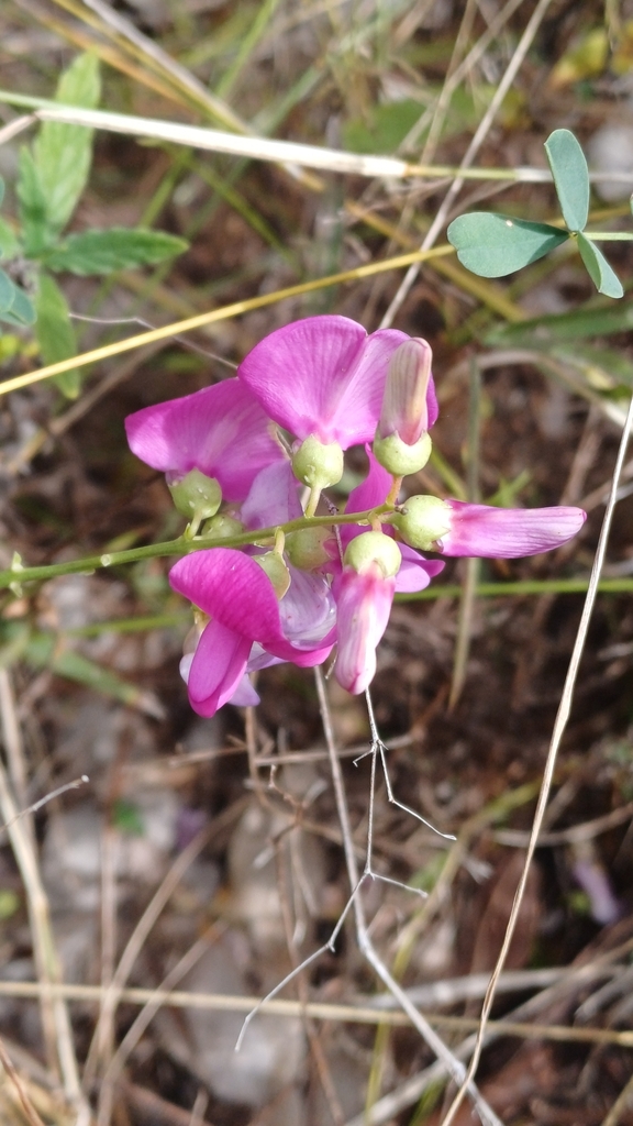Smooth Darling Pea from Bybera QLD 4387, Australia on June 7, 2024 at ...