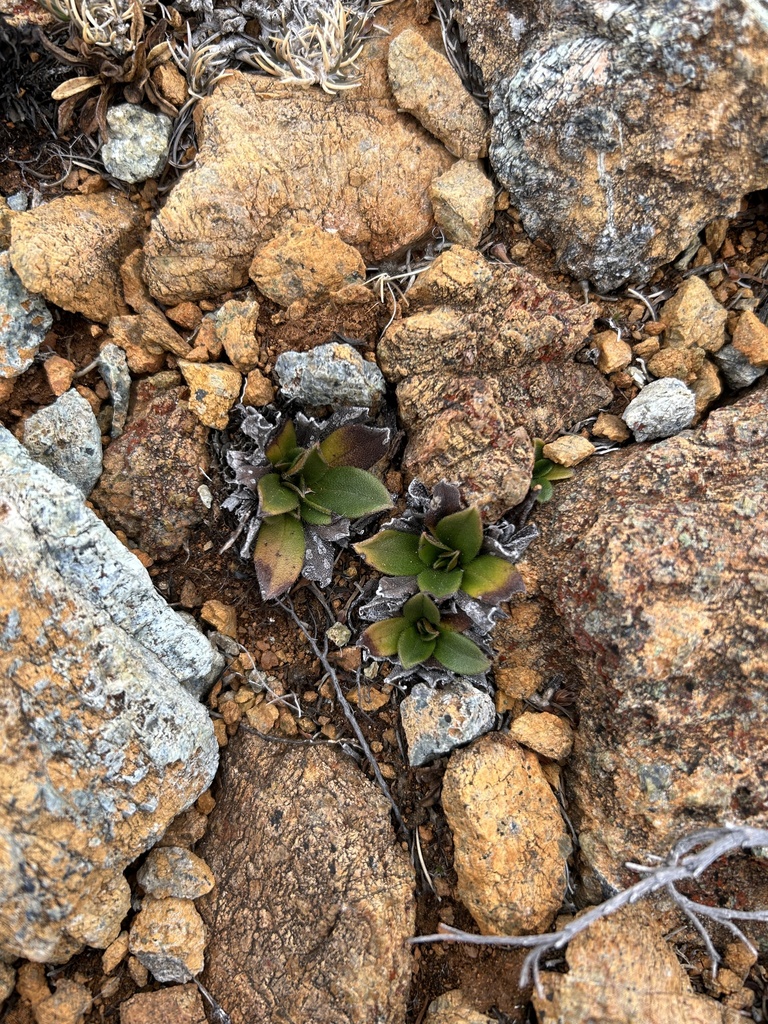 Myosotis monroi in June 2024 by Jaz Morris · iNaturalist