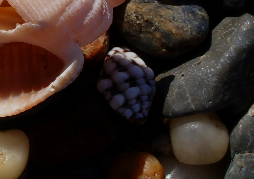 Morula nodicostata from Minnie Water NSW 2462, Australia on June 6, 2024 at 09:54 AM by Adrian ...