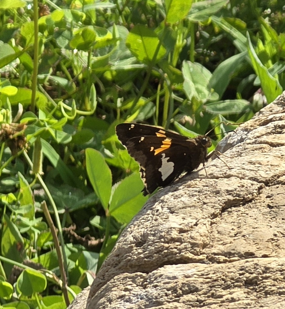 Silver-spotted Skipper from Clay County, US-NC, US on June 4, 2024 at ...