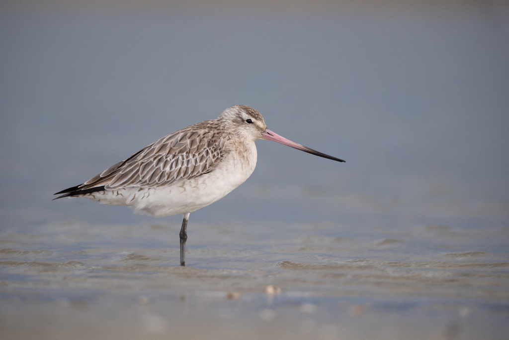 Eastern Bar-tailed Godwit in June 2024 by Ben Ackerley · iNaturalist