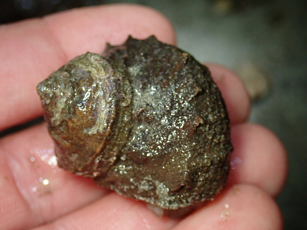 Turbo saxosus from Provincia de Guanacaste, Santa Cruz, Costa Rica on ...
