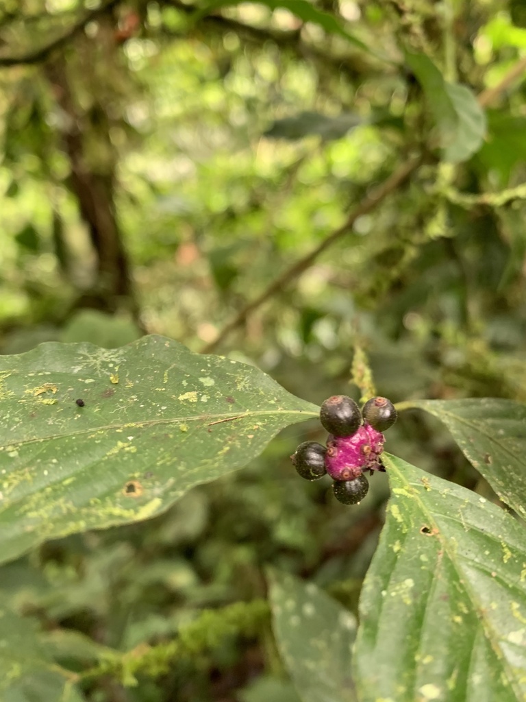 Cohitre Blanco from Loreto, Orellana, EC on May 24, 2024 at 12:02 PM by ...