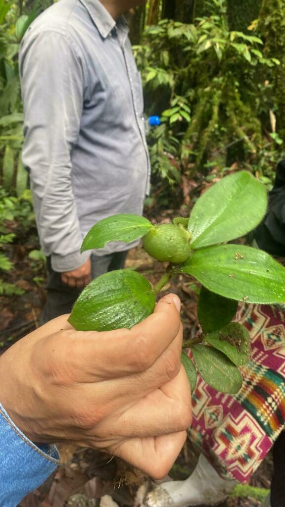 Cohitre Blanco from Cantón de Loreto, Ecuador on May 23, 2024 at 12:44 ...