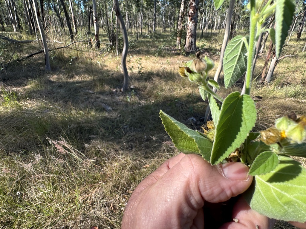 flannel weed from Morton Vale QLD 4343, Australia on June 7, 2024 at 09 ...