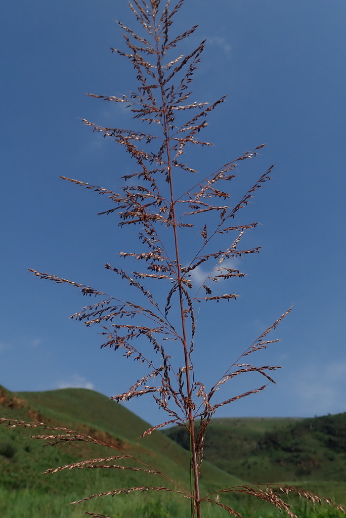 Wireleaf Daba Grass from Ehlanzeni District Municipality, South Africa ...