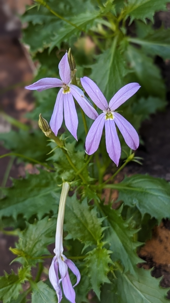 Rock Isotome from Burt Plain NT 0872, Australia on June 6, 2024 at 11: ...