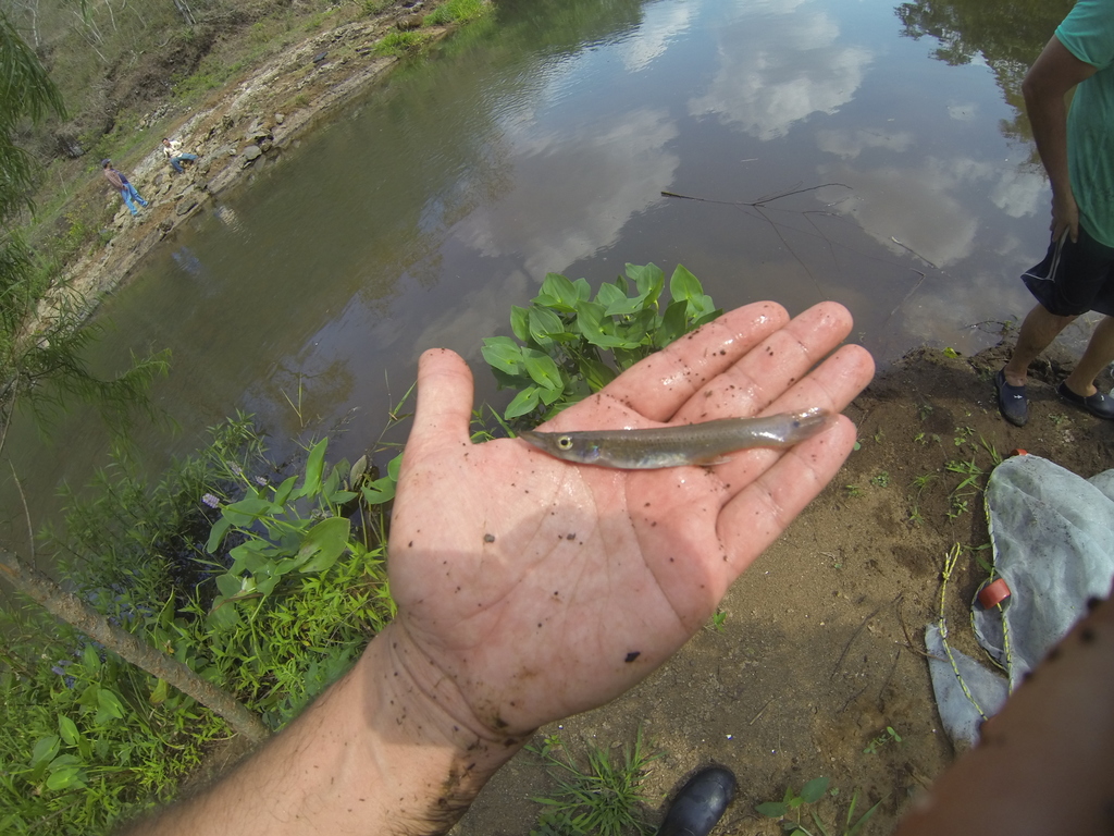 Pike Topminnow from Gran Bretaña Acayucan, Ver., México on February 07 ...