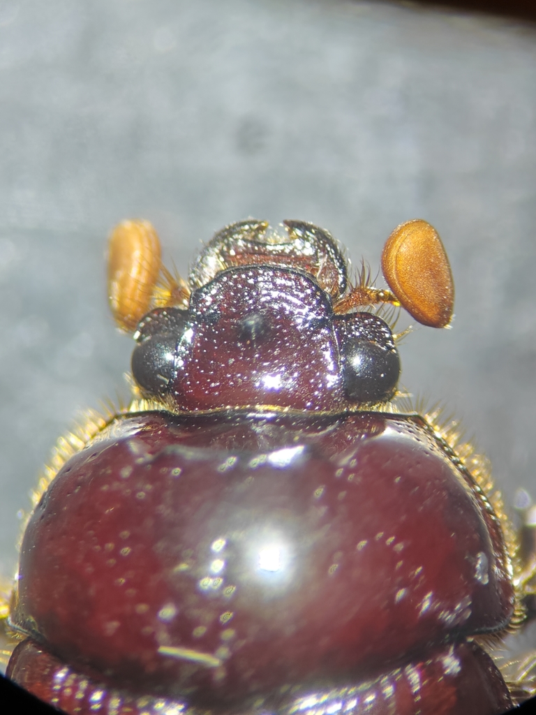 Bolbelasmus from Zhanjiang, CN-GD, CN on June 7, 2024 at 12:47 PM by ...