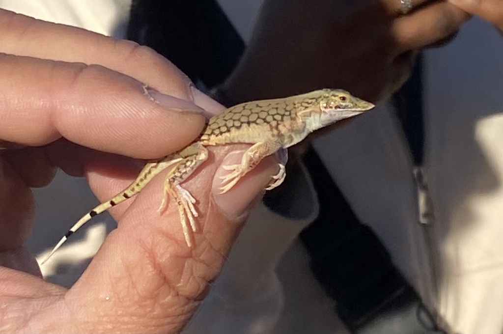 Shovel-snouted Lizard from Arnold Schad Promenade, Swakopmund, Erongo ...