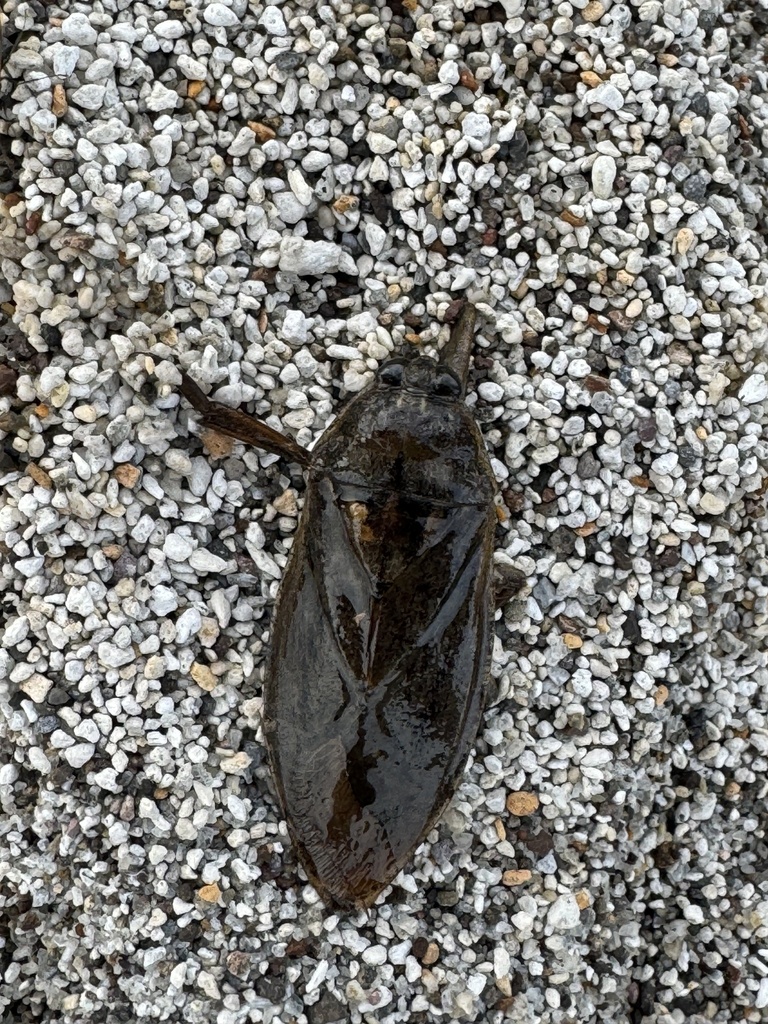 American Giant Water Bug from Crescent Lake, Crescent Lake, OR, US on ...