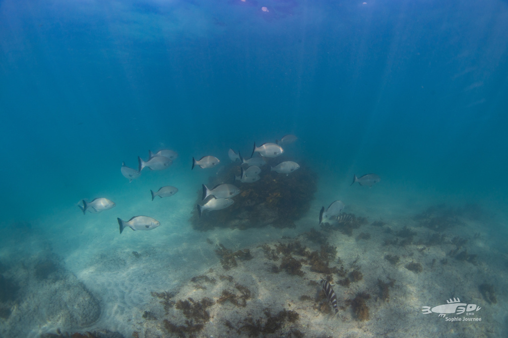 Silver Drummer from Auckland, New Zealand on February 28, 2024 at 09:30 ...