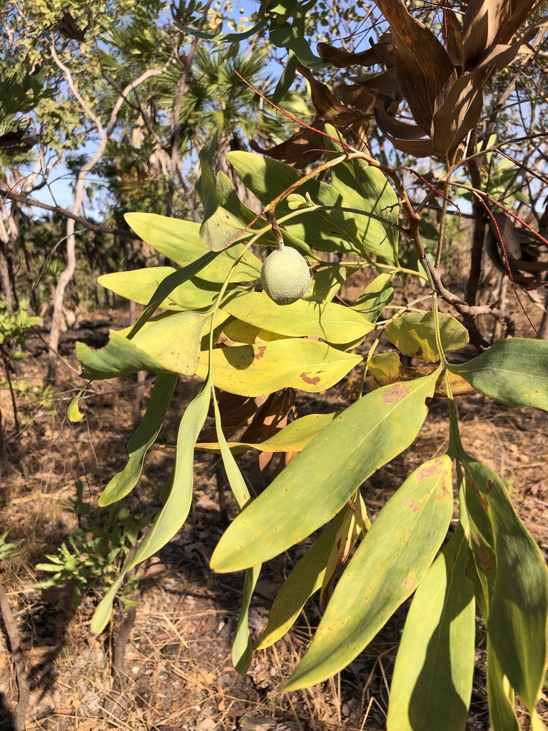 clothes peg tree from Daly River, NT, AU on June 7, 2024 at 03:20 PM by ...