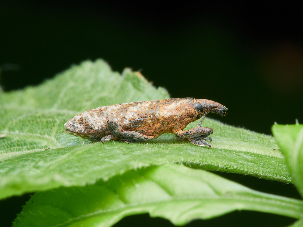 Lixini in June 2024 by komet2022 · iNaturalist