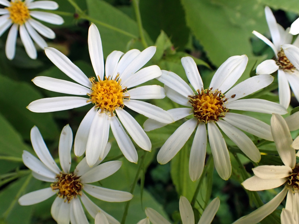 Brachyglottis hectorii from South Island, Murchison area, Matiri River ...