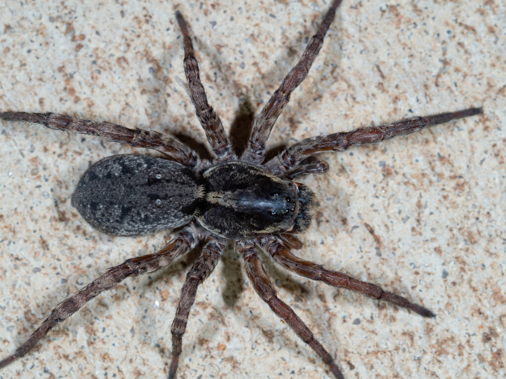 Venatrix from Explore the mallee on April 8, 2024 at 10:09 PM by Kerri ...