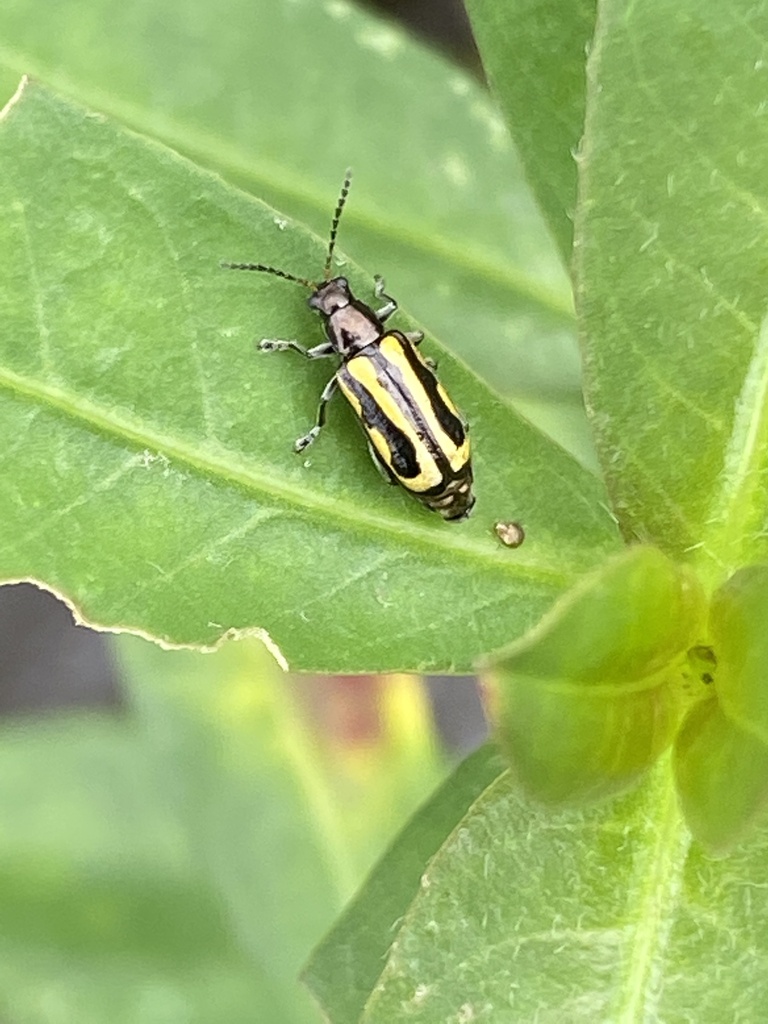 Alligatorweed Flea Beetle from 臺灣島, 關西鎮, HSQ, TW on June 7, 2024 at 10: ...