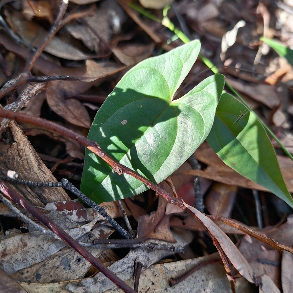 Common Yam Vine from Kairabah QLD 4207, Australia on June 7, 2024 at 02:23 PM by Greg Tasney ...