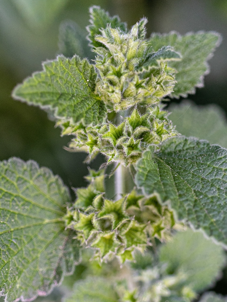 Black horehound from Capital Steel Works, Tinsley Park Road, Sheffield ...