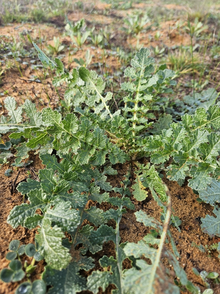 Saharan Mustard from Brick A Clay Blv, Cape Town, South Africa on June ...