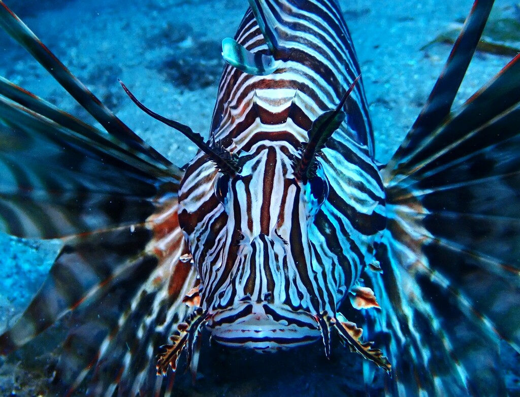 Indian Lionfish from Ionian Islands, Peloponnese, Western Greece and ...