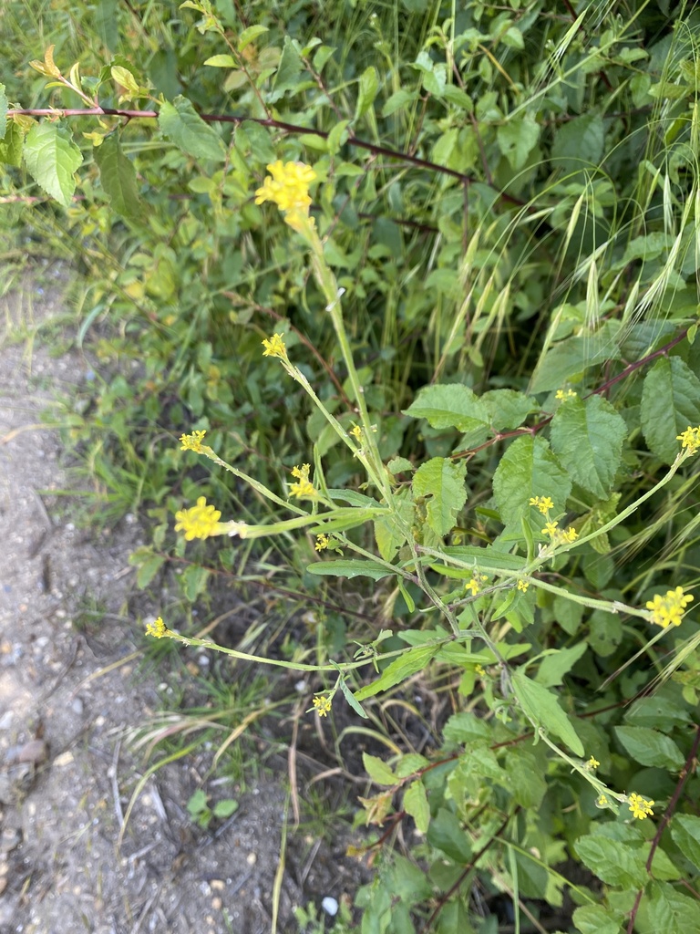 Hedge mustard from Bures Hamlet CP, Bures, England, GB on June 7, 2024 ...