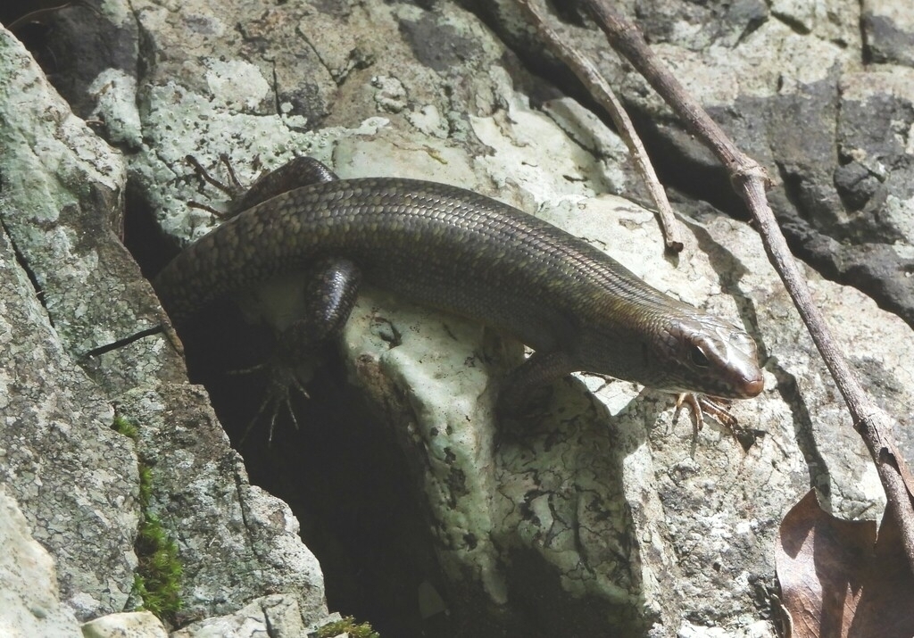 Lemon-barred Forest Skink from Cape Conway QLD 4800, Australia on June ...