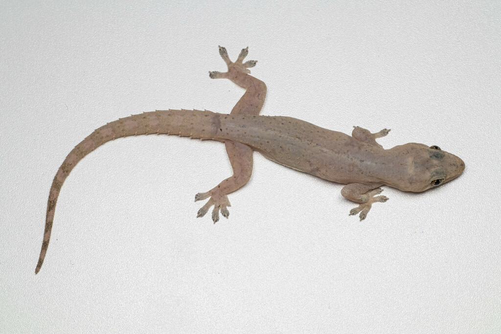 Asian House Gecko from 中国云南省西双版纳傣族自治州勐腊县 on June 5, 2024 at 09:43 PM by ...