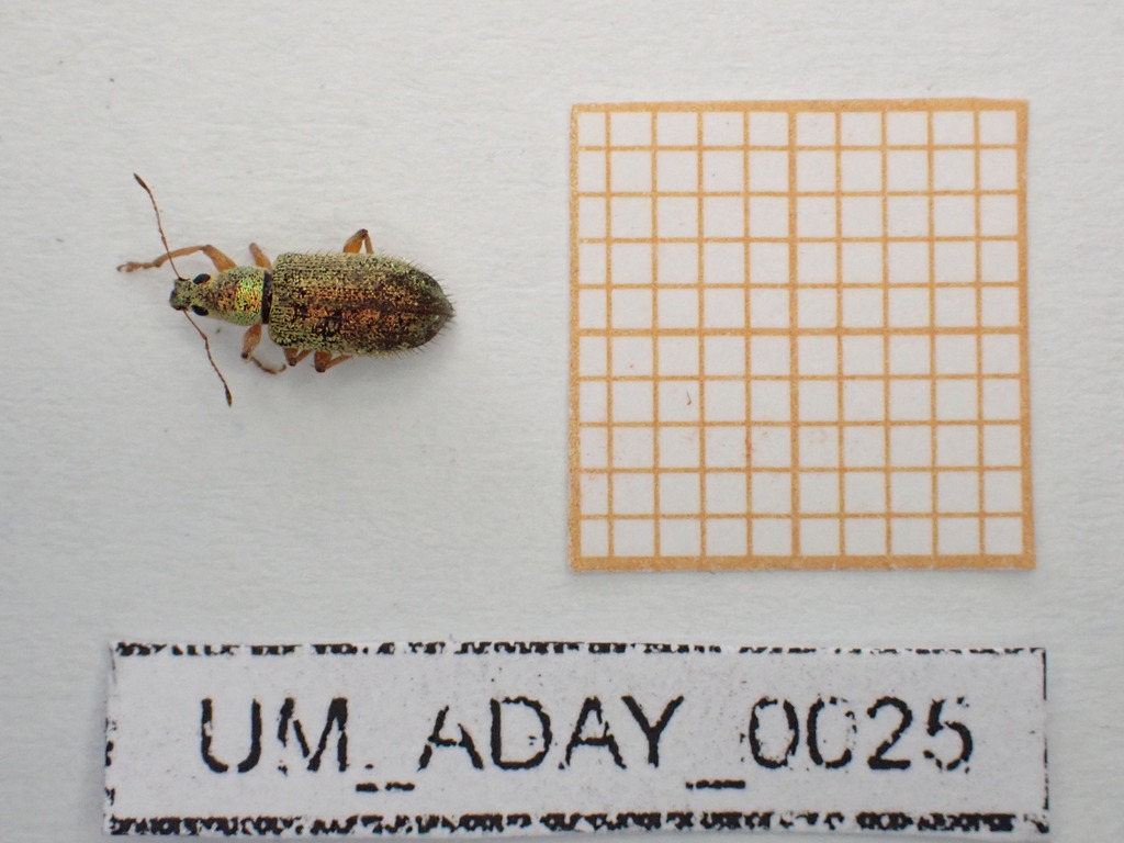True Weevils from Aiguelongue, Montpellier, France on May 21, 2024 at ...