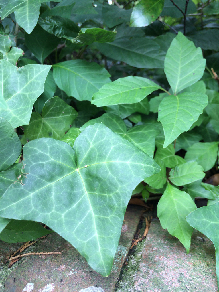 English Ivy (Invasive Plants of Maryland) · iNaturalist