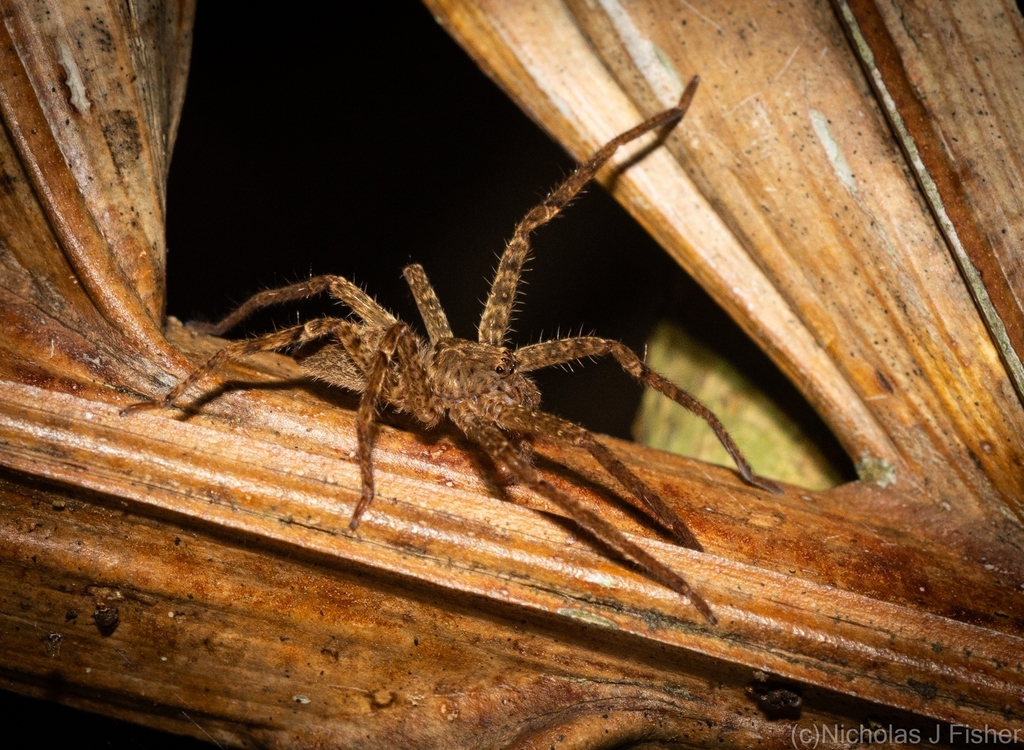 Giant Huntsman Spiders from Tamborine Mountain QLD 4272, Australia on ...