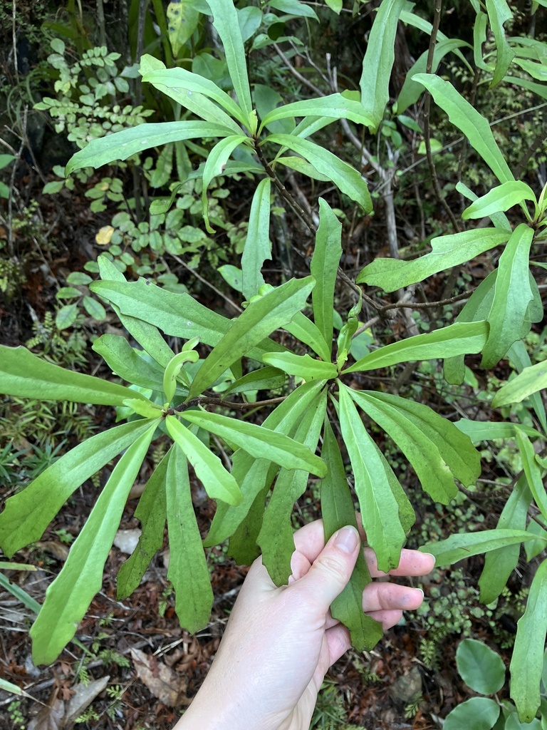 Kirk's tree daisy from Ōpua Forest (Pt Northland Conservation Park ...