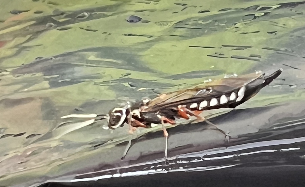 Xiphydria maculata from Vfw Samuel Cimino Post Park, Silver Creek, NY ...