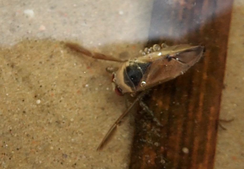 Eurasian Greater Water Boatman from Służewo, Poland on March 5, 2017 at ...