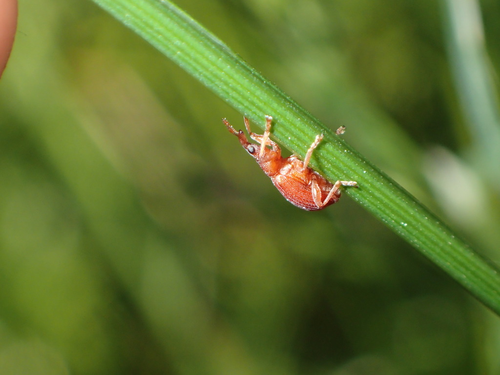 Apion frumentarium from Wołuszewo S, Poland on June 5, 2017 at 05:08 PM ...