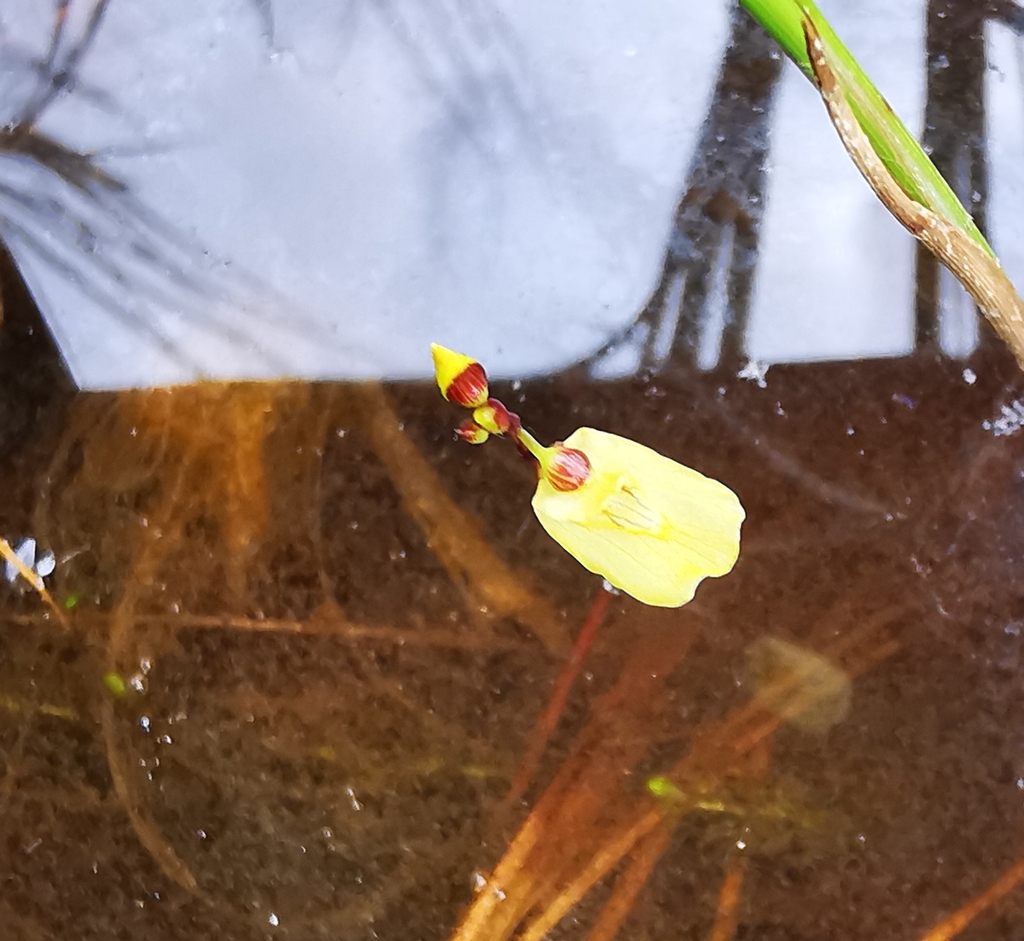 Lesser Bladderwort from Traku istorinis nacionalinis parkas, LT-VI-TK ...