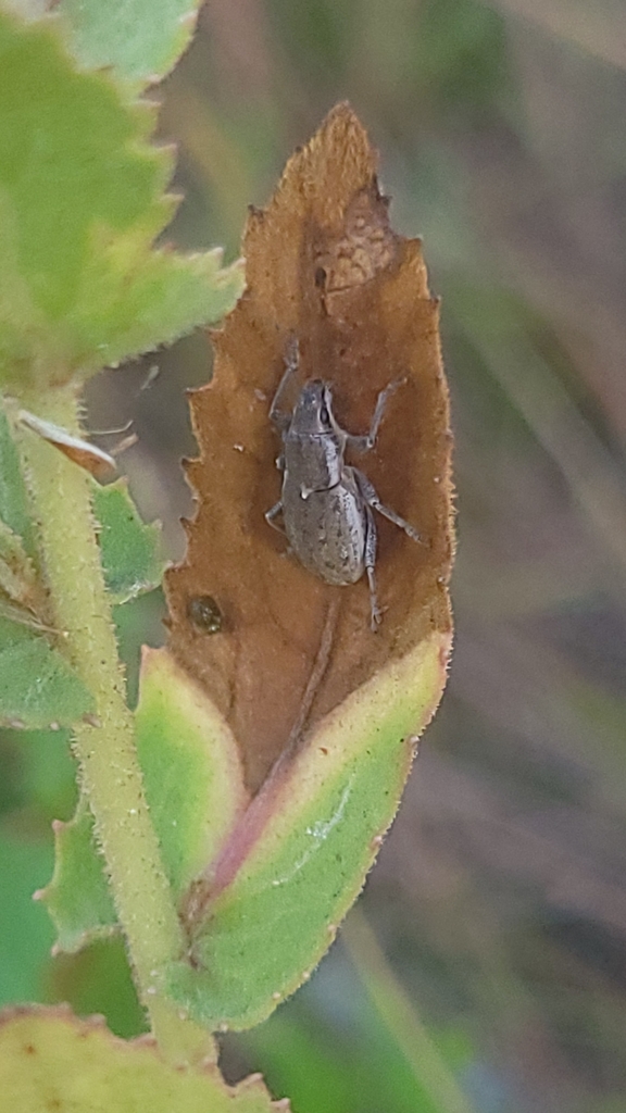 Sesuvium Weevil from Venice, FL 34292, USA on June 7, 2024 at 07:46 AM ...
