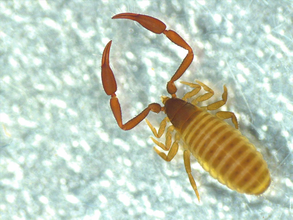 Cheliferidae from San Rafael del Yuma, Dominican Republic on May 13 ...