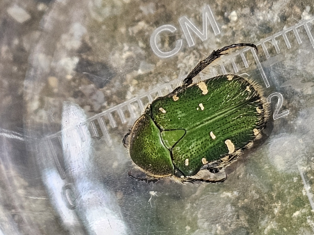 Blue Flower Chafer from 151-0051, Japan on June 7, 2024 at 01:33 PM by ...