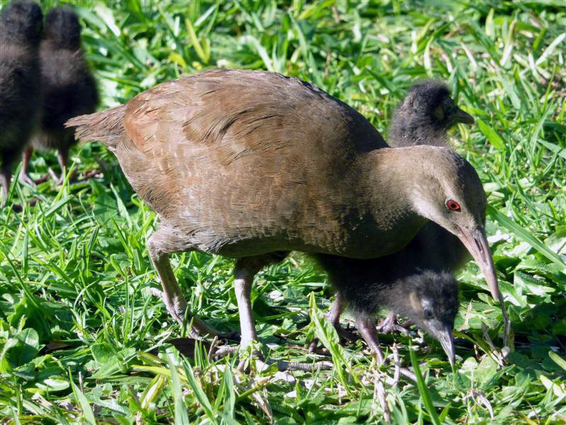 Lord Howe Rail (Gallirallus sylvestris) - Avian Discovery