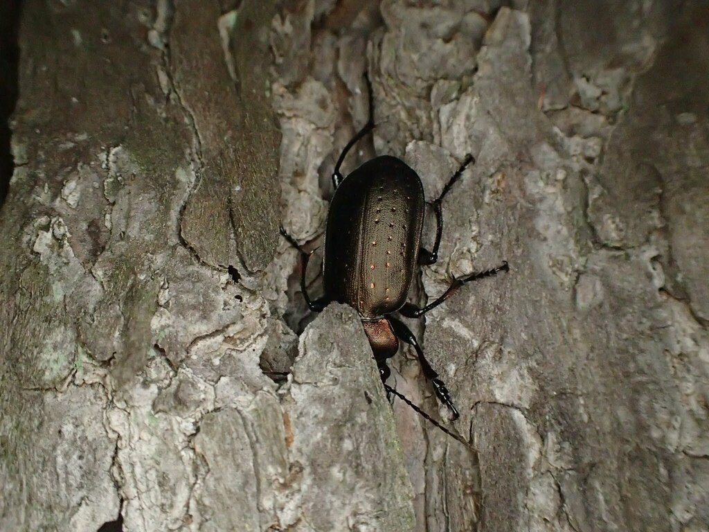 Calosoma chinense in June 2018 by renshuchu · iNaturalist