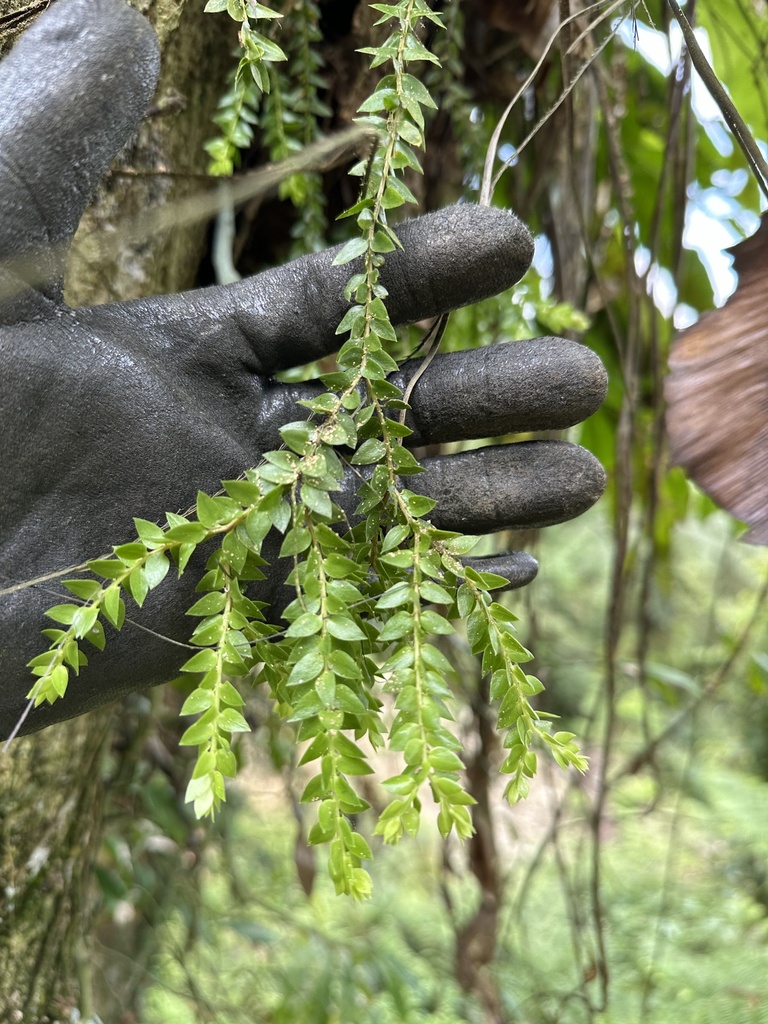 Phlegmariurus salvinioides in June 2024 by fawoo · iNaturalist