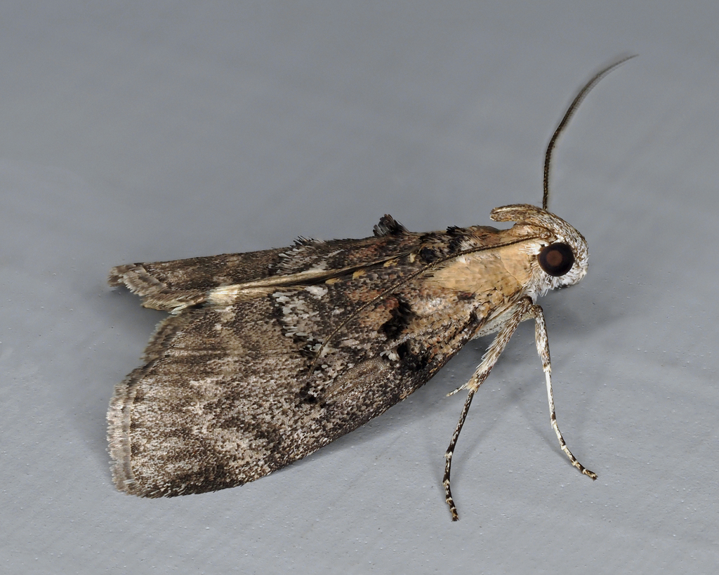 Striped Oak Webworm Moth from Salem, NH 03079, USA on June 7, 2024 at ...