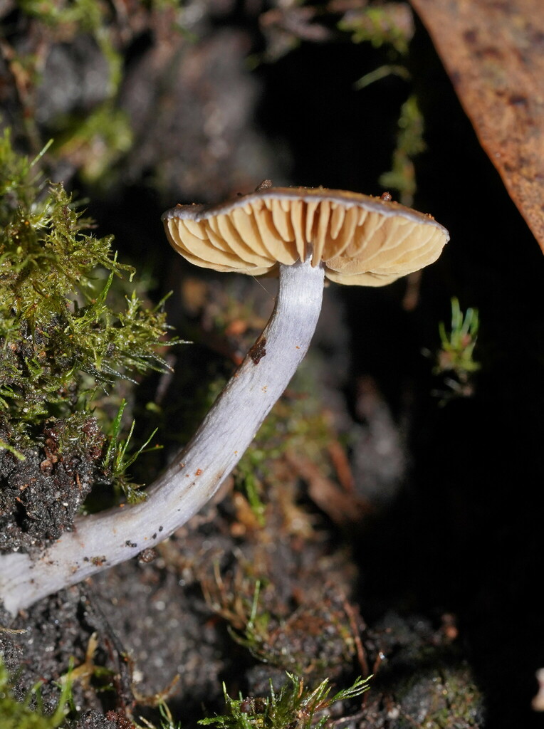 Webcaps from East Warburton VIC 3799, Australia on June 6, 2024 at 02: ...